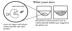 The Science Behind… enzymes – The Bread Maiden